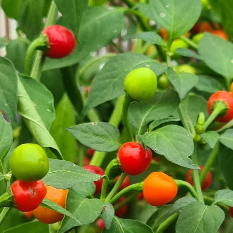 Wiri Wiri Chilli Seeds – South Devon Chilli Farm