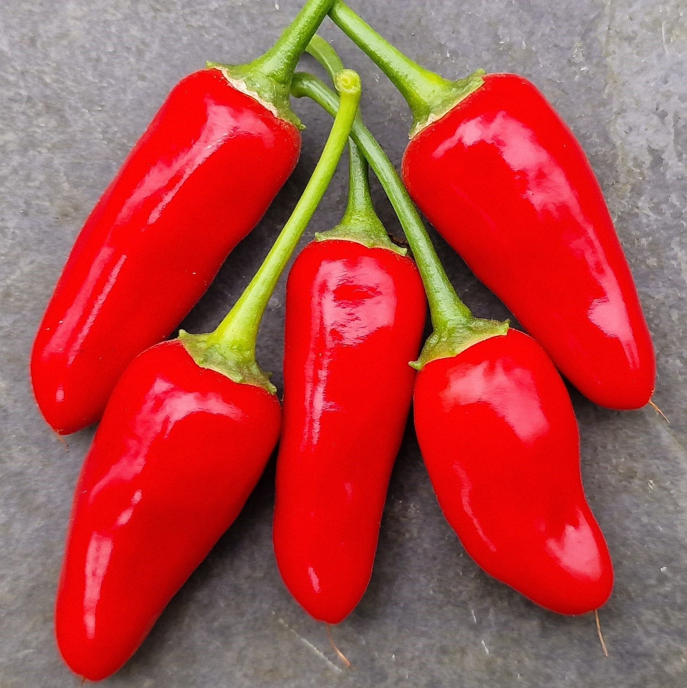 Xmas Chilli Seeds – South Devon Chilli Farm