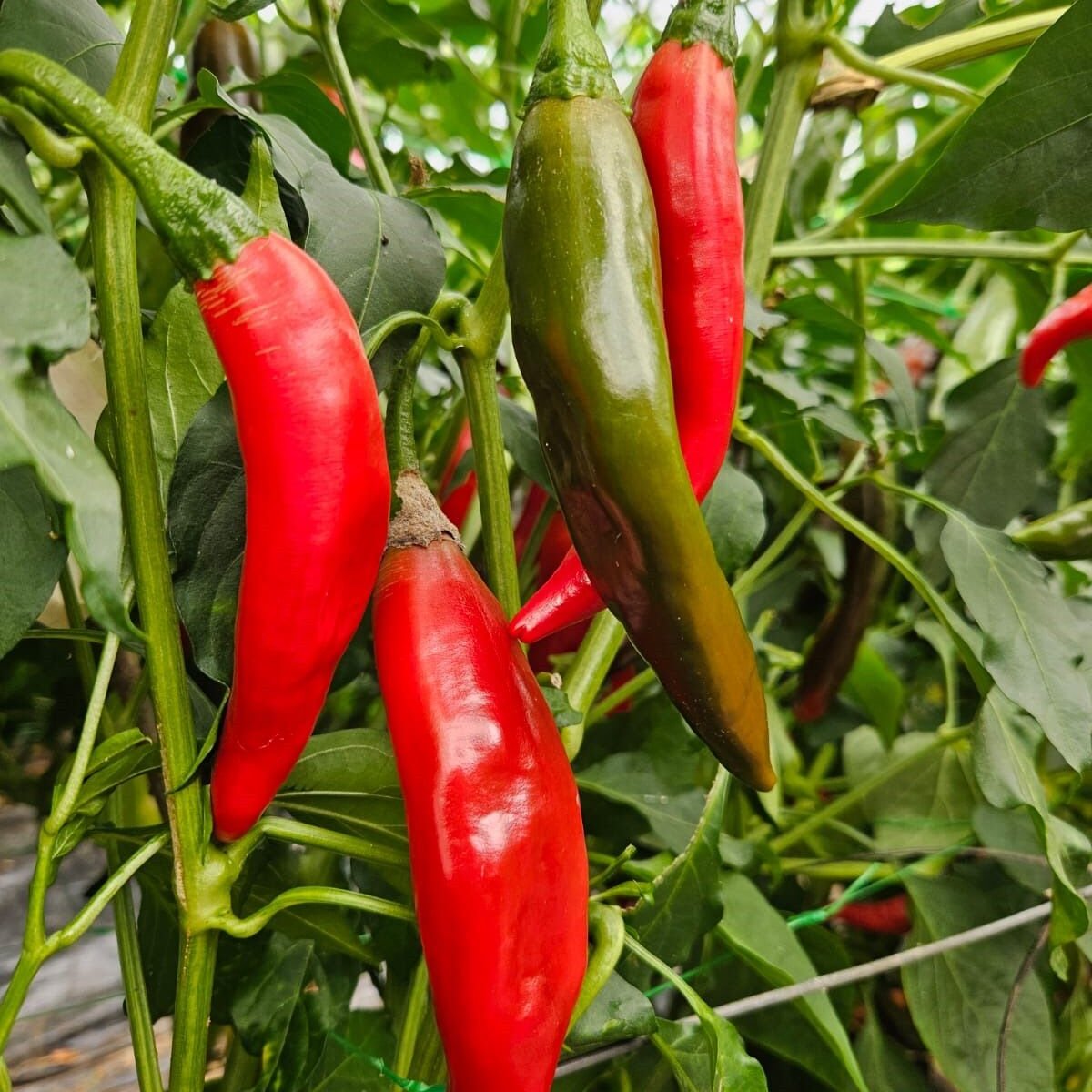 Chilaca (Pasilla) Chilli Seeds – South Devon Chilli Farm