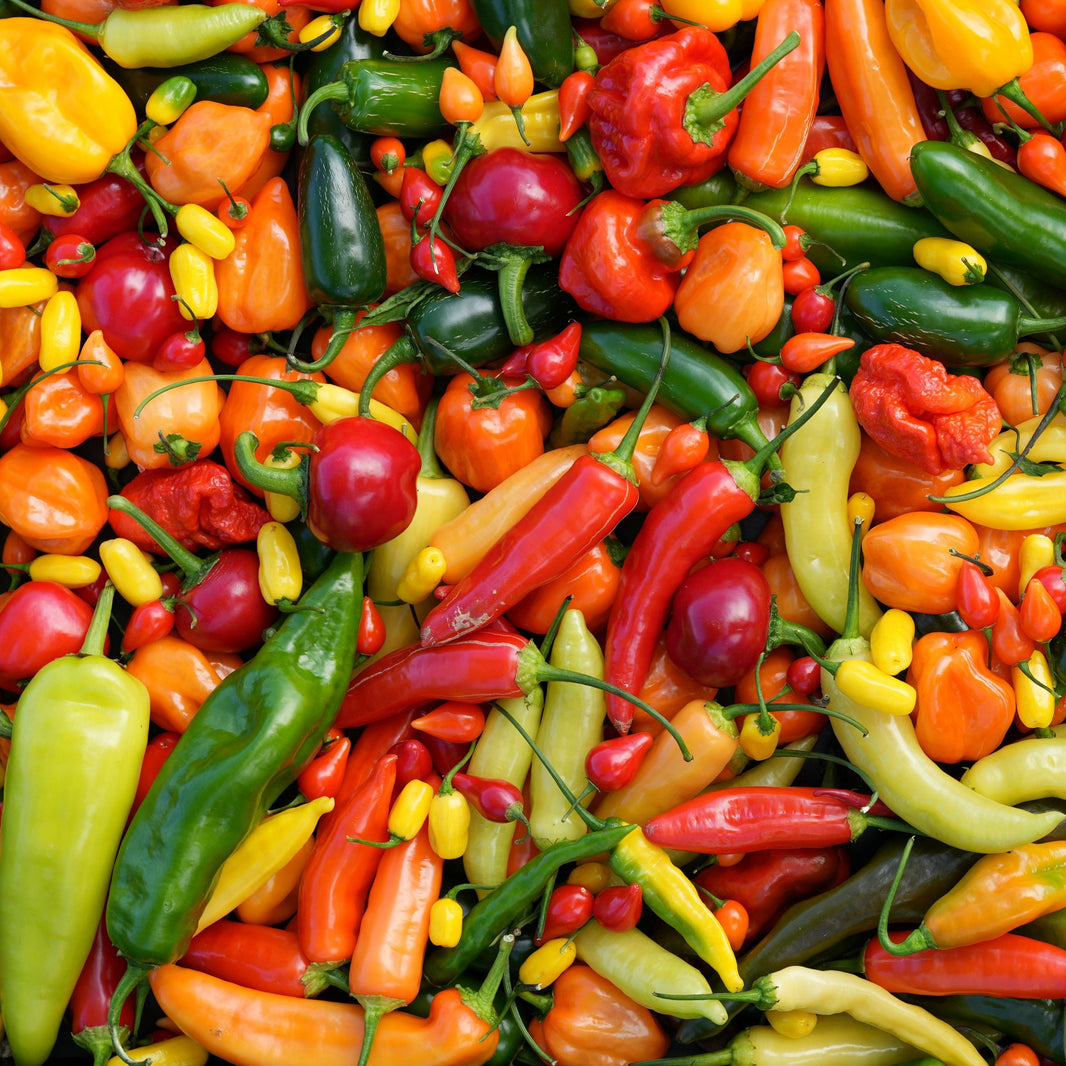 Fresh Chillies – South Devon Chilli Farm