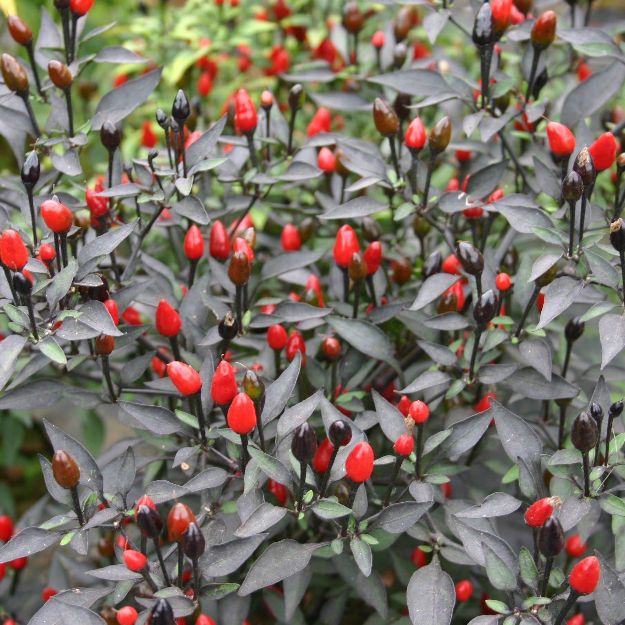 Pretty Purple Chilli Seeds – South Devon Chilli Farm