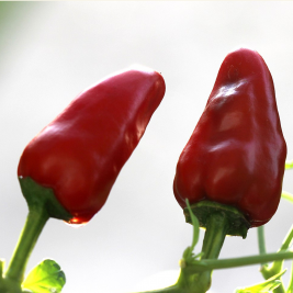 Facing Heaven Chilli Seeds – South Devon Chilli Farm