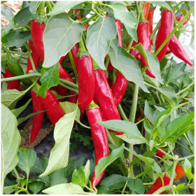 Hungarian Long Chilli Seeds – South Devon Chilli Farm
